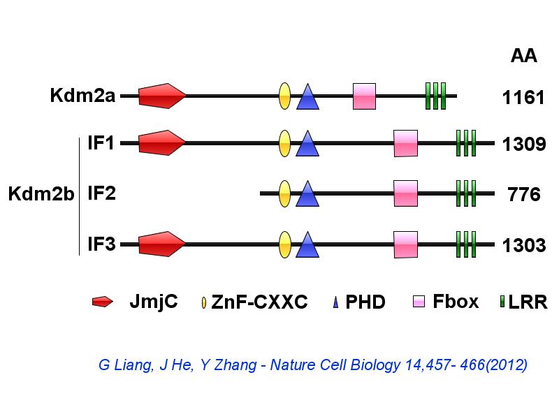 IBS 2.0: Illustrator for Biological Sequences