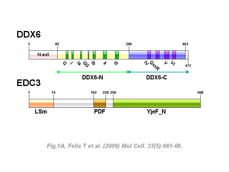 IBS 2.0: Illustrator for Biological Sequences
