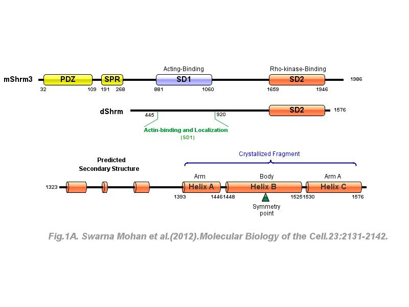 IBS 2.0: Illustrator for Biological Sequences