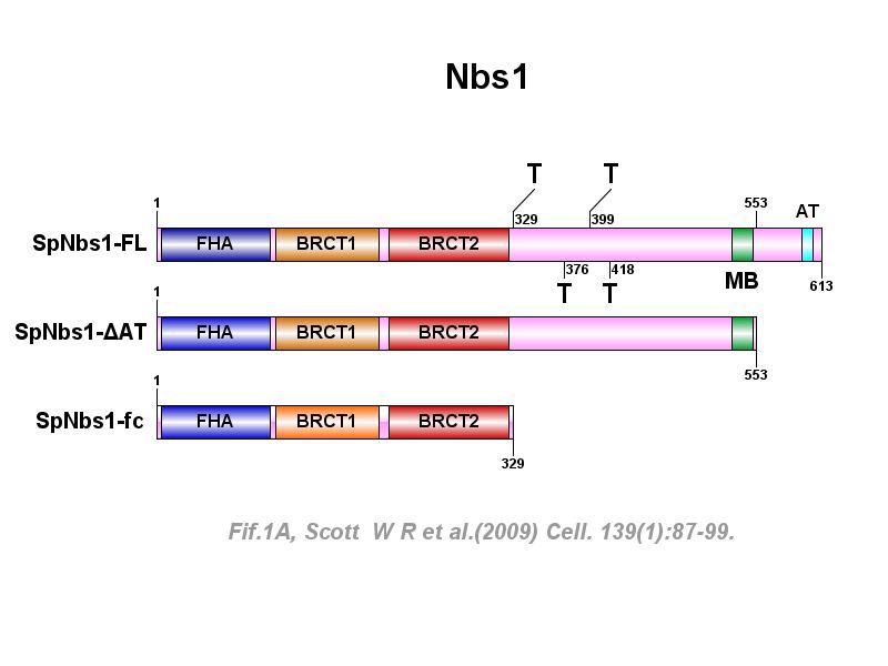 IBS 2.0: Illustrator for Biological Sequences
