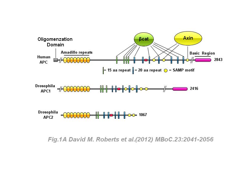 IBS 2.0: Illustrator for Biological Sequences